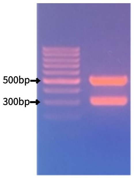 엠씨에스바이오,학생실습용Duplex PCR kit 출시